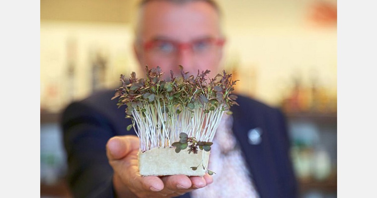 "The colour of the cress gives it a playful character"