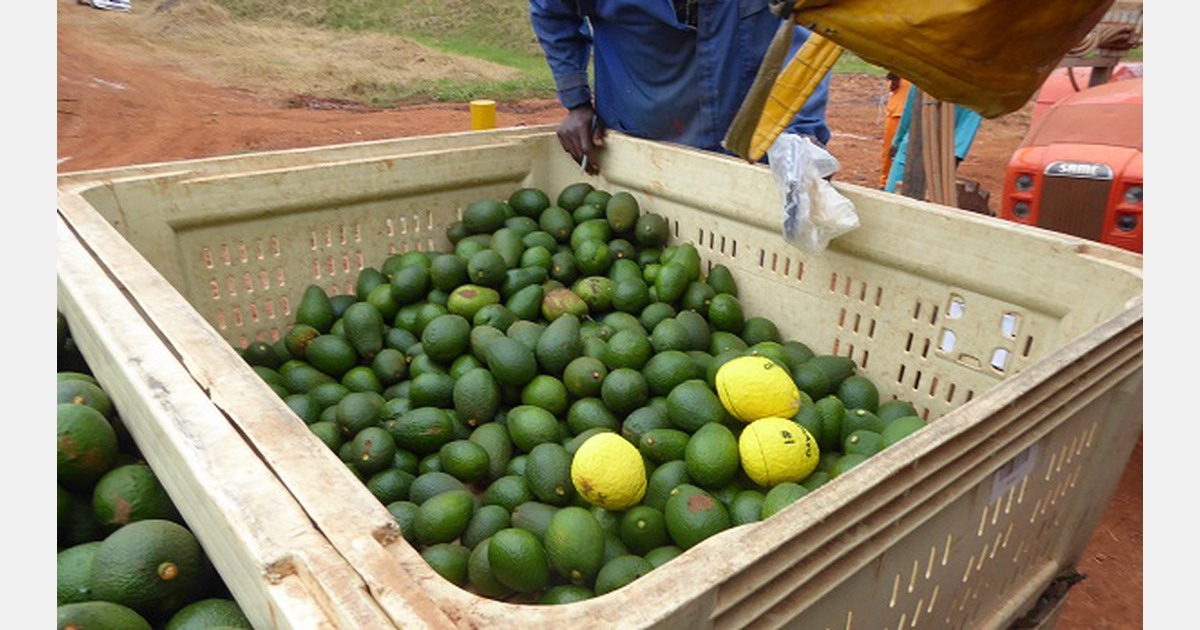 Smart avocado reveals the bumpy ride after harvest