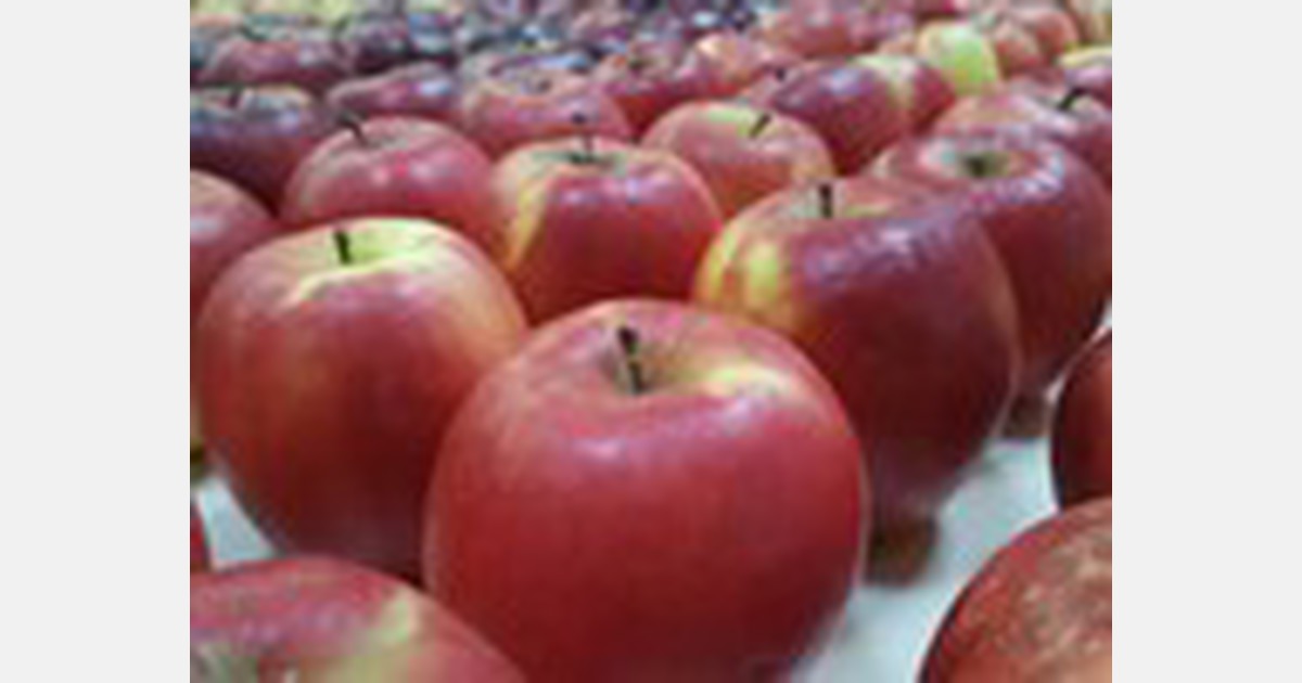 Serbian apple export to India about to commence