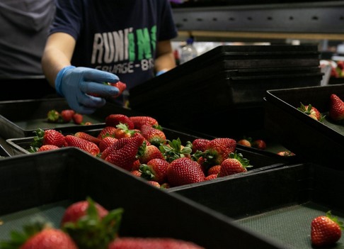 How Brix testing strawberries has helped build a strong premium brand ...