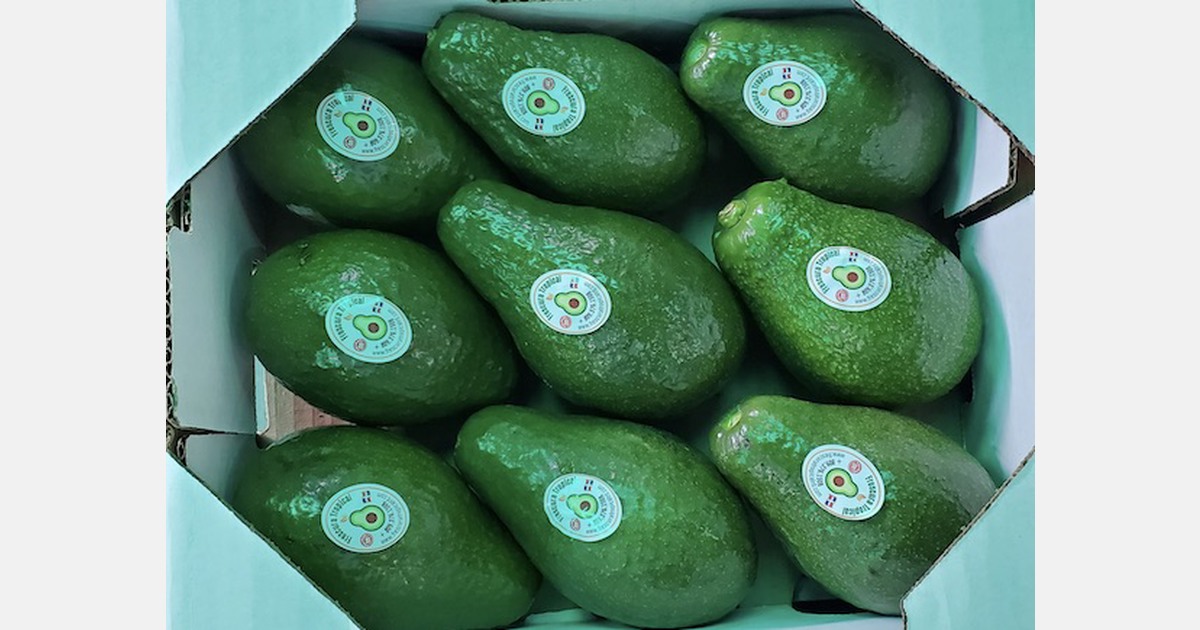 Good US demand for Semil variety of Tropical Avocados