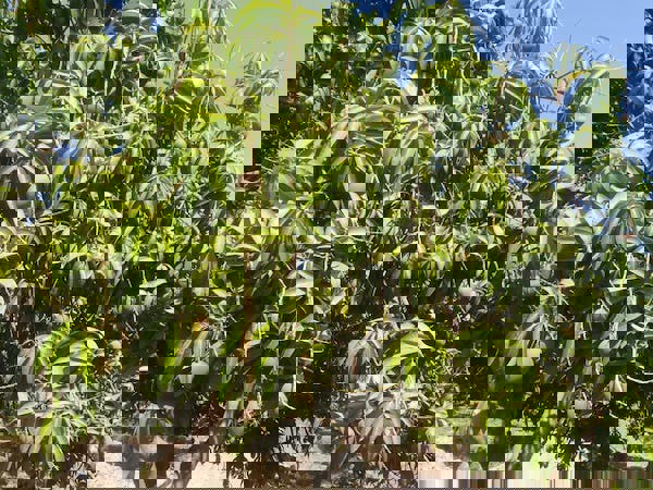 Drought worries Peruvian mango growers and exporters