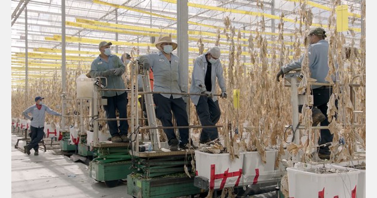 Canadian greenhouse grower releases documentary about guest worker program