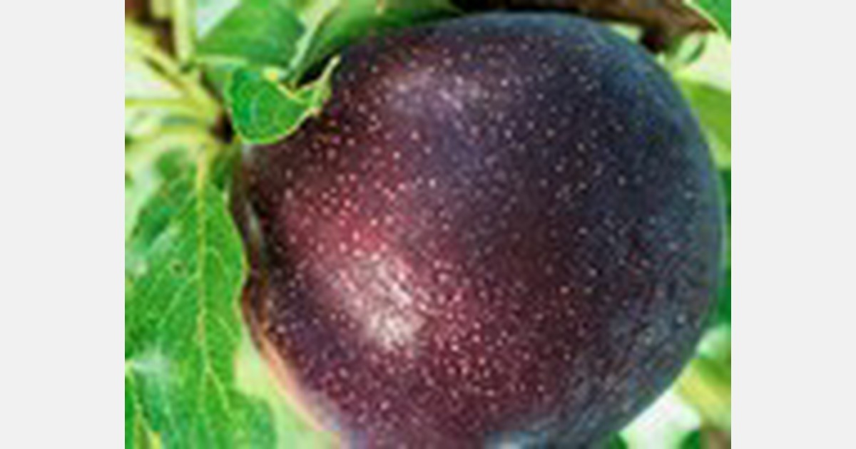 As Australia heats up, fruit growers are bracing for one of their ...