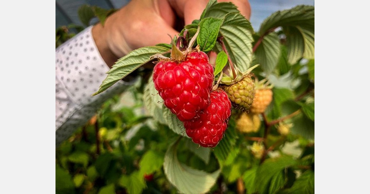 Improved raspberry varieties for Moroccan and Tunisian producers