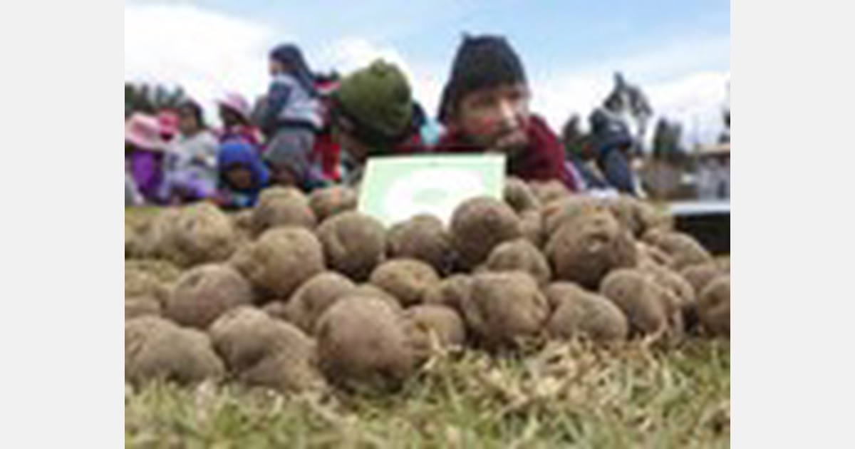 Study reveals potato’s potential for reducing anemia