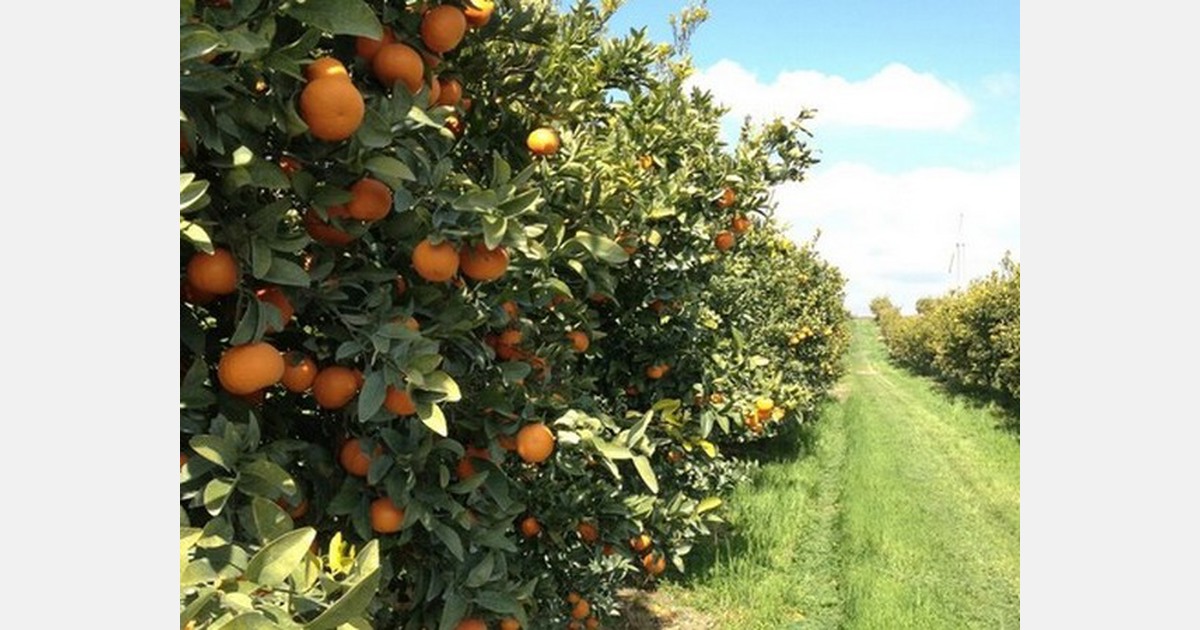 Bigger volumes of California organic citrus