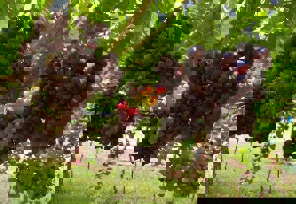 Orange River organic grape grower plans strong volume increase over ...