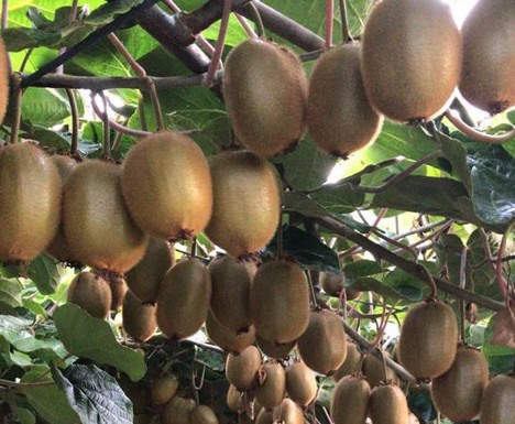 “Turkey’s kiwi production is up 300% compared to10 years ago”