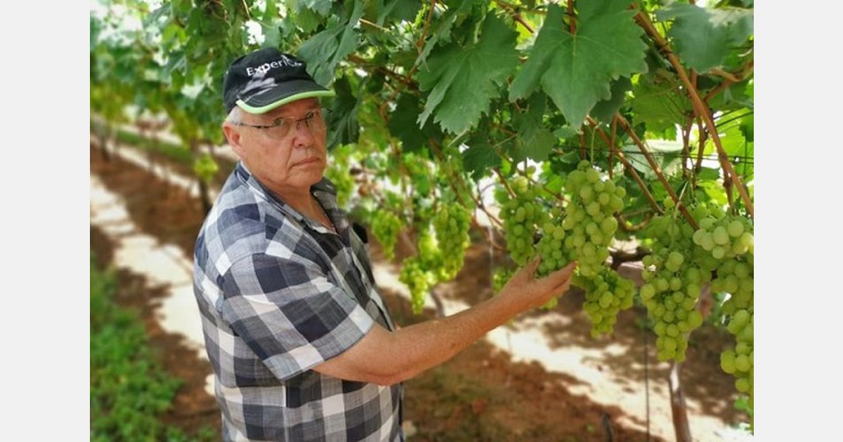 Grape producers & packers in stronger position to manage postharvest ...