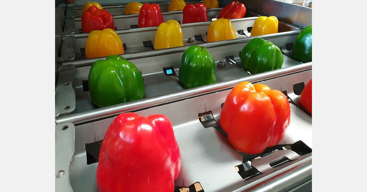 "With this bell pepper de-coring machine, we're focusing on the high ...