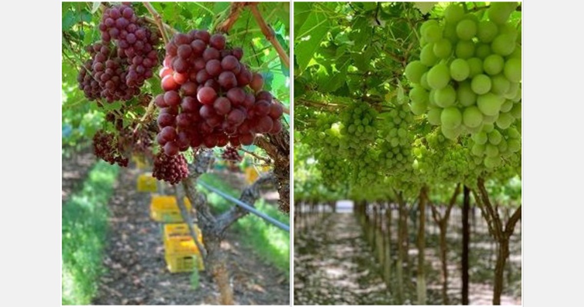 Govt support enables peak flow of Namibian grapes