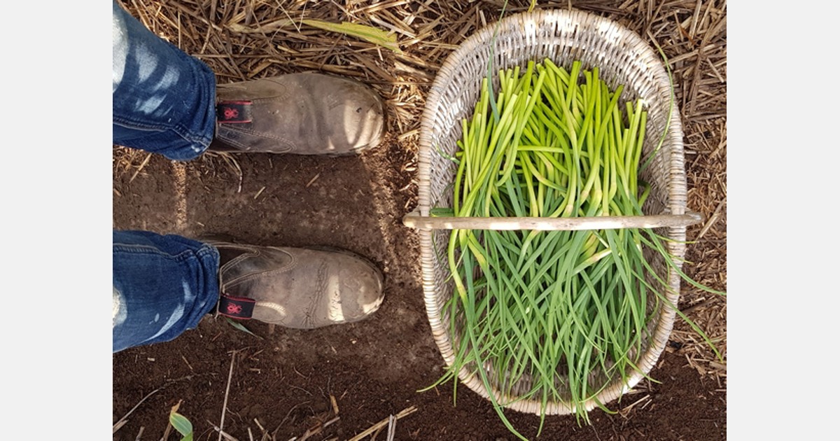 Building fresh produce brand recognition and food education through ...