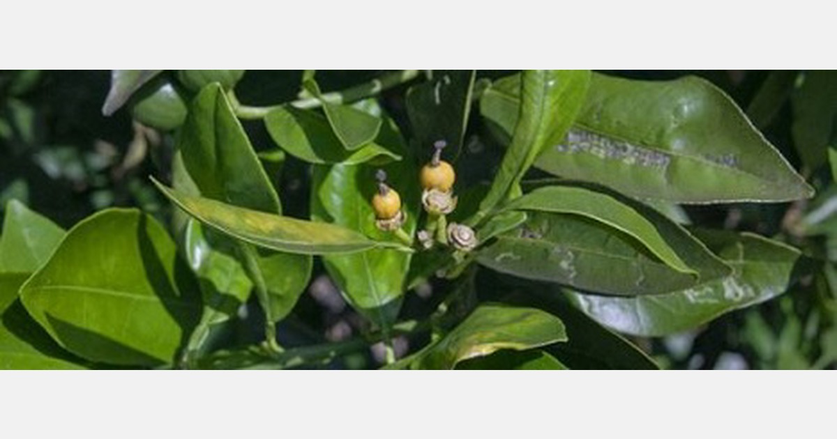 Decision support system to manage postbloom fruit drop on citrus