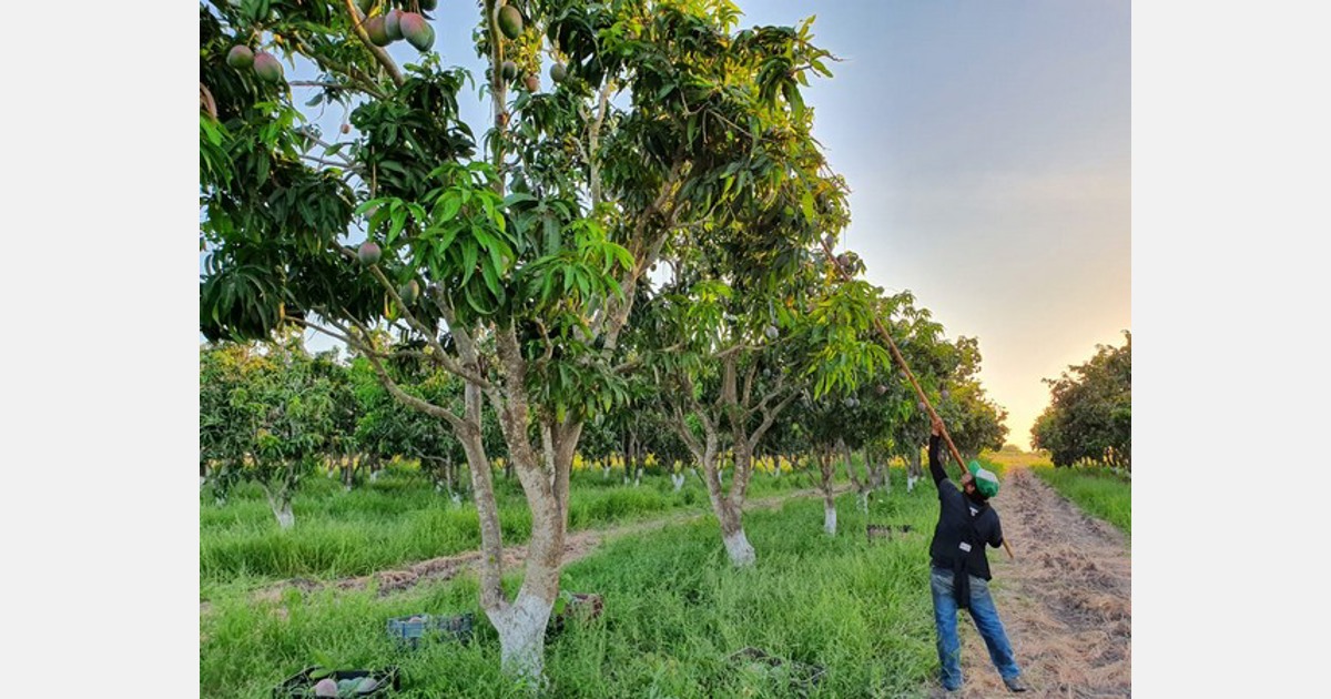 US sees higher mango volumes from Brazil and Ecuador this year