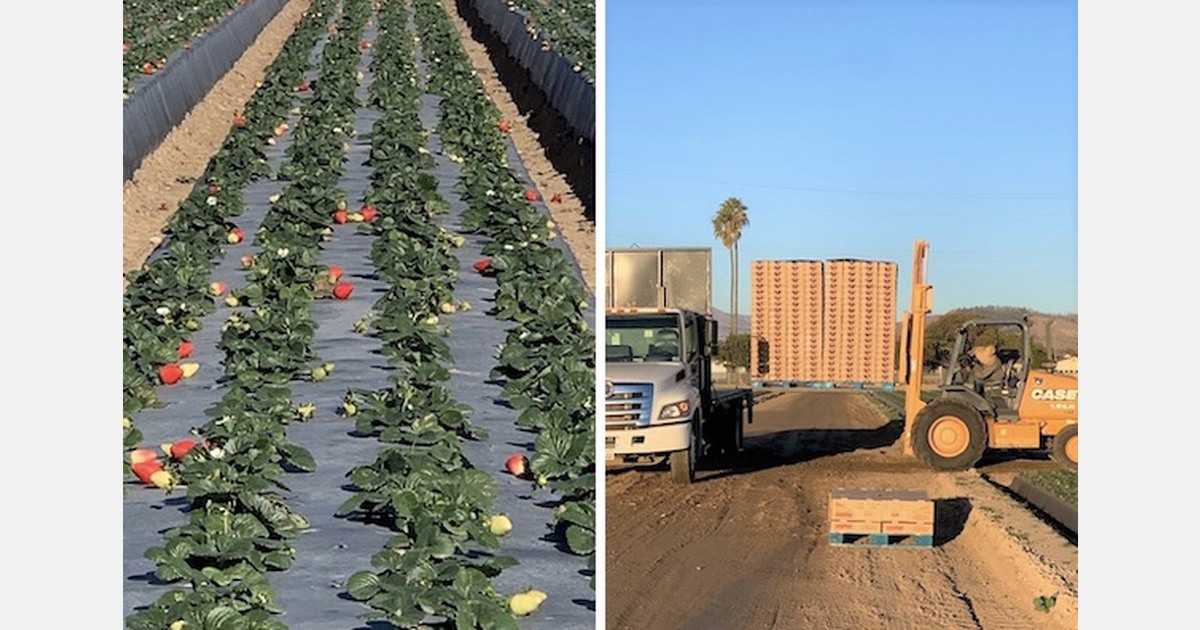 California's 2021 strawberry season kicks off in Oxnard