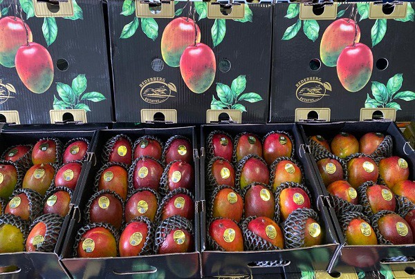 Tree-ripe South African mangoes give South American fruit a good go