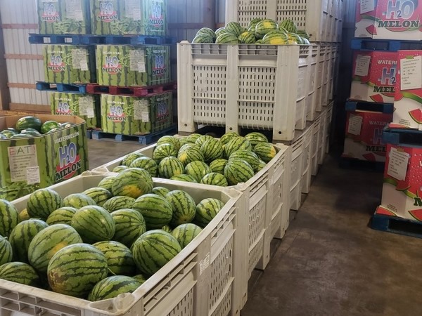 Watermelons see mediocre demand in offseason