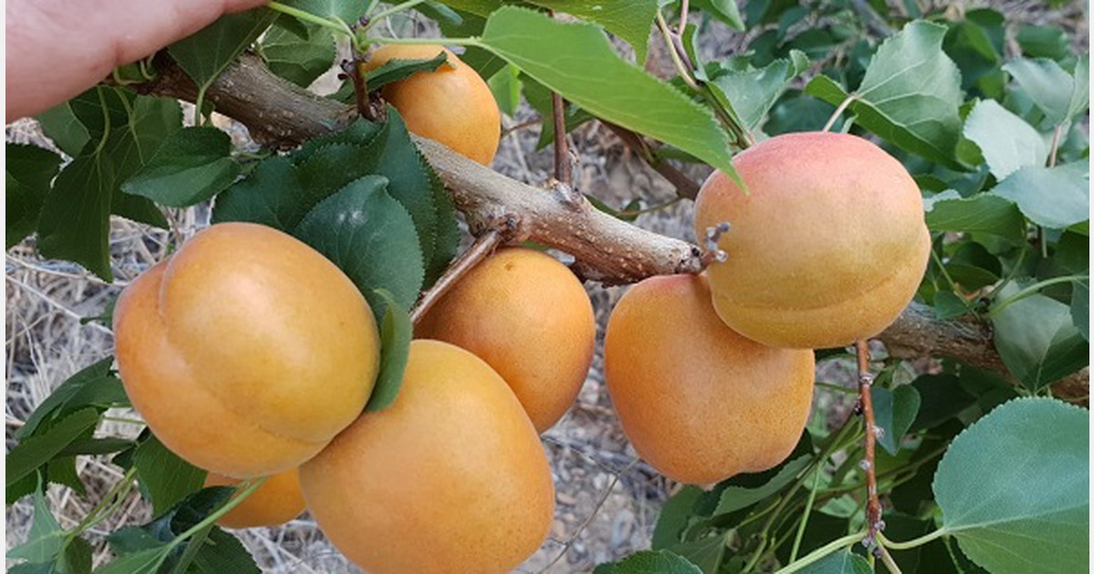 Dream season for South African apricots