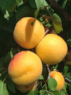 Dream season for South African apricots