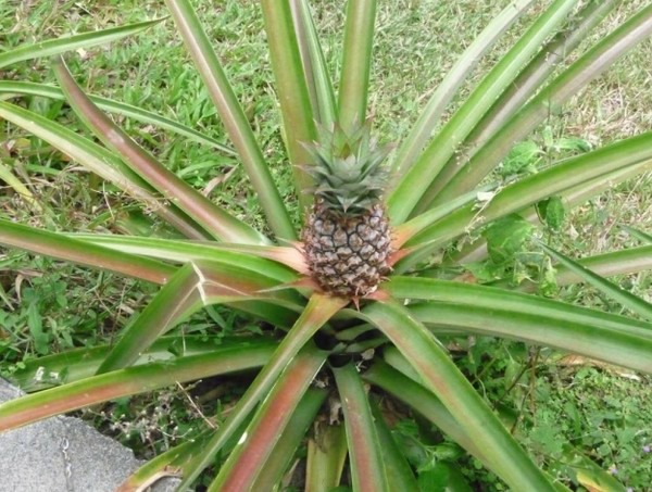Carzo to export Malaysian pineapples and Durian to international market