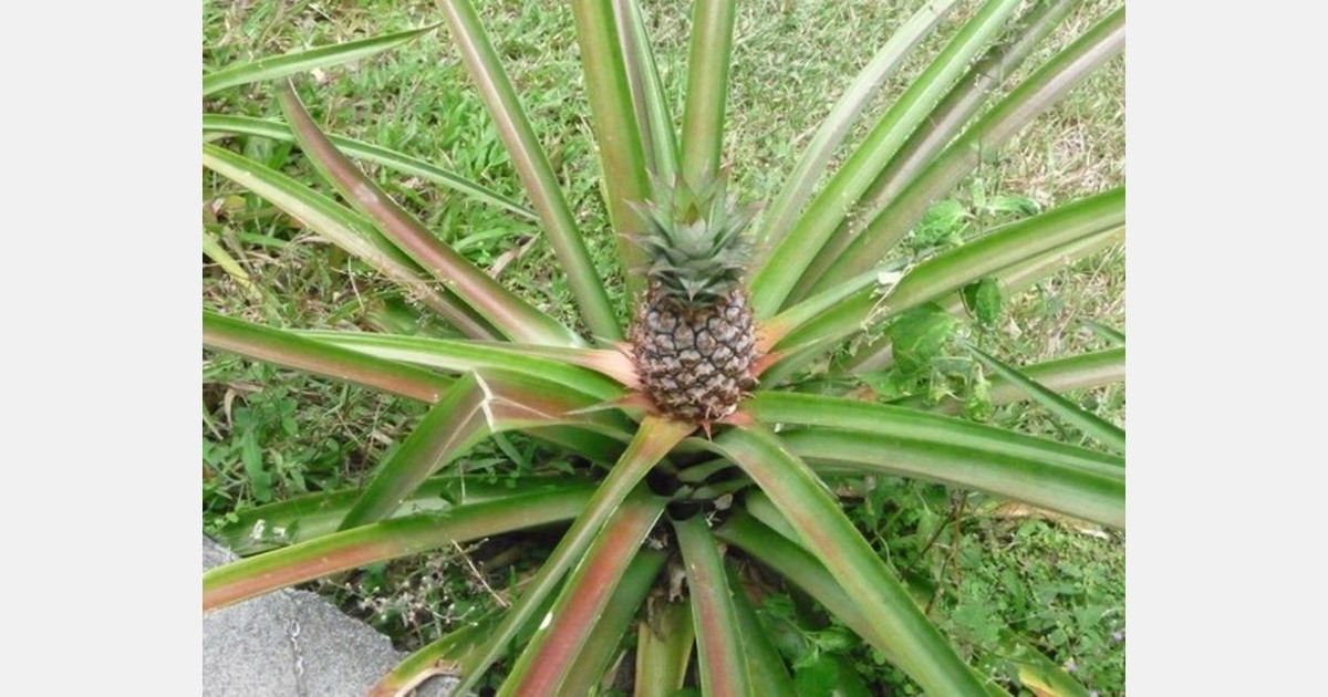 Carzo to export Malaysian pineapples and Durian to international market
