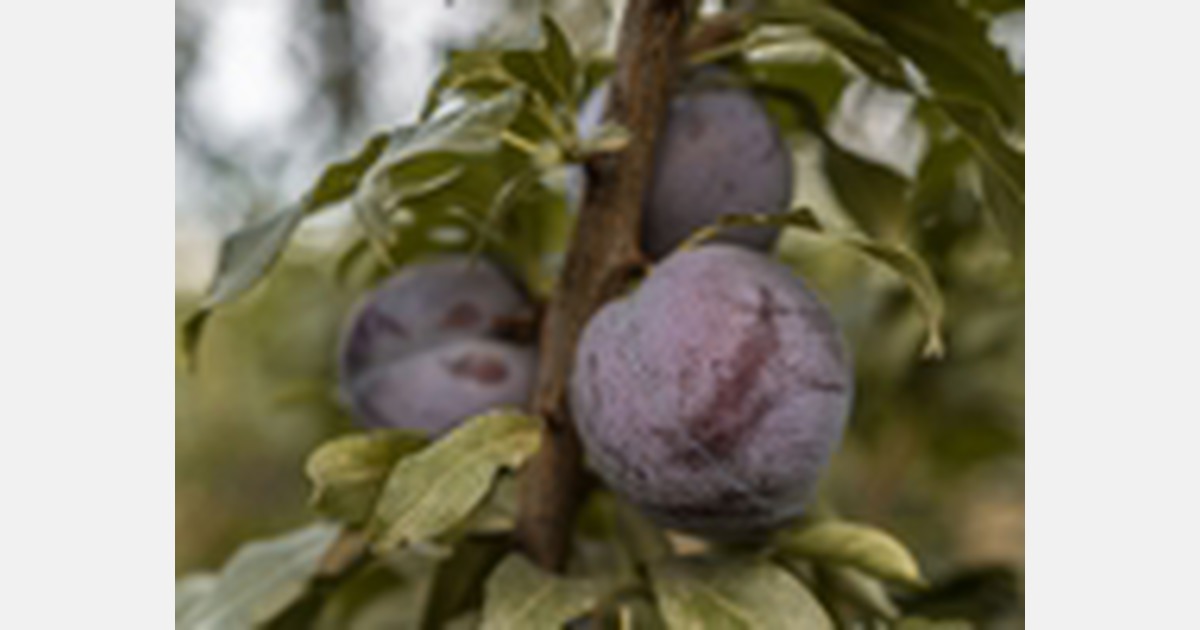 Antioxidant-rich Queen Garnet plum now in season