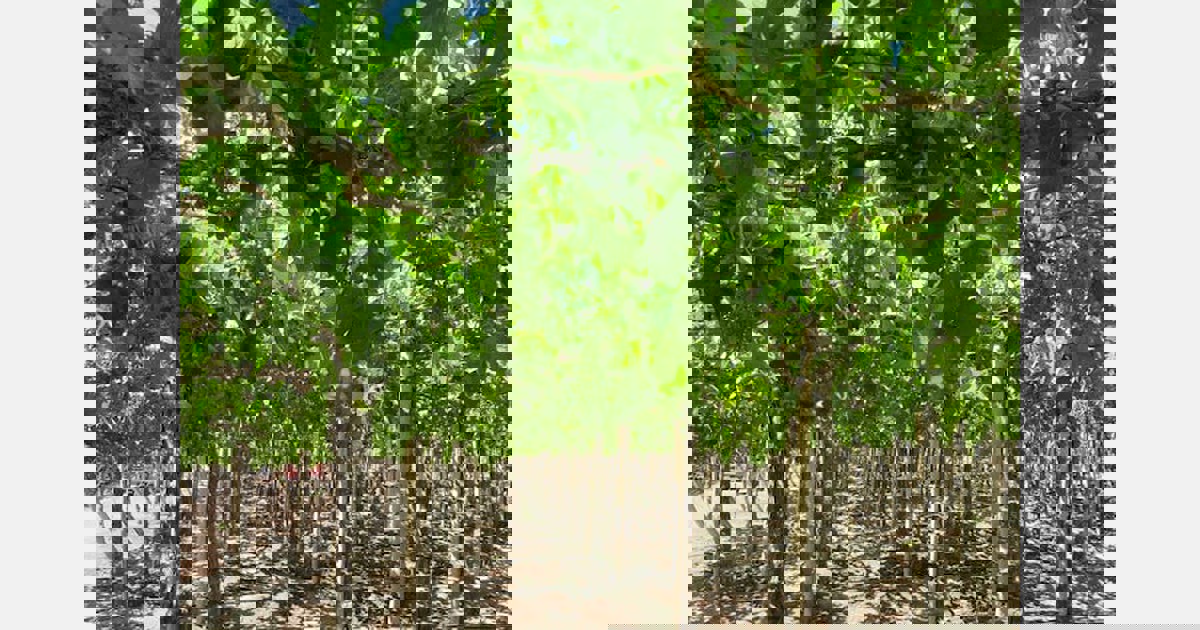 After a slow start, Chile’s grape volumes start to ramp up now