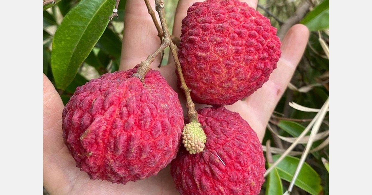 Growth of Australian lychee industry on track despite weather challenges