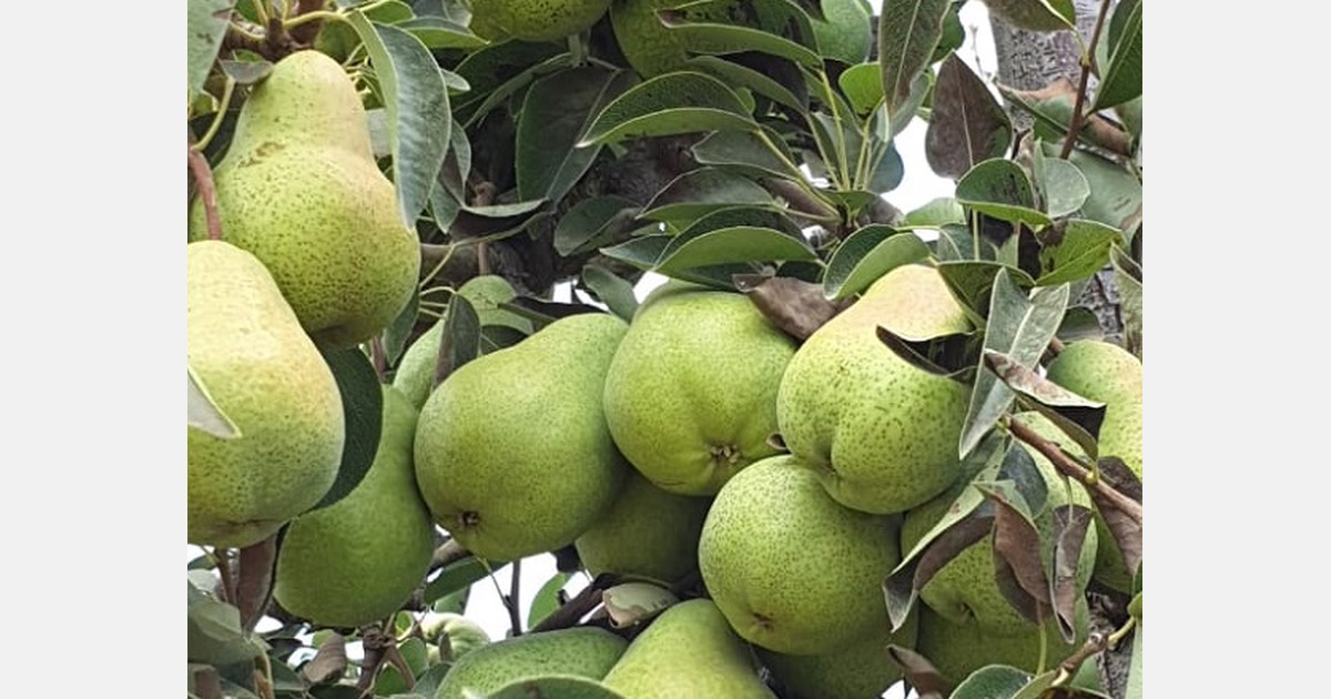 Market empty of large sizes as first South African pears arrive
