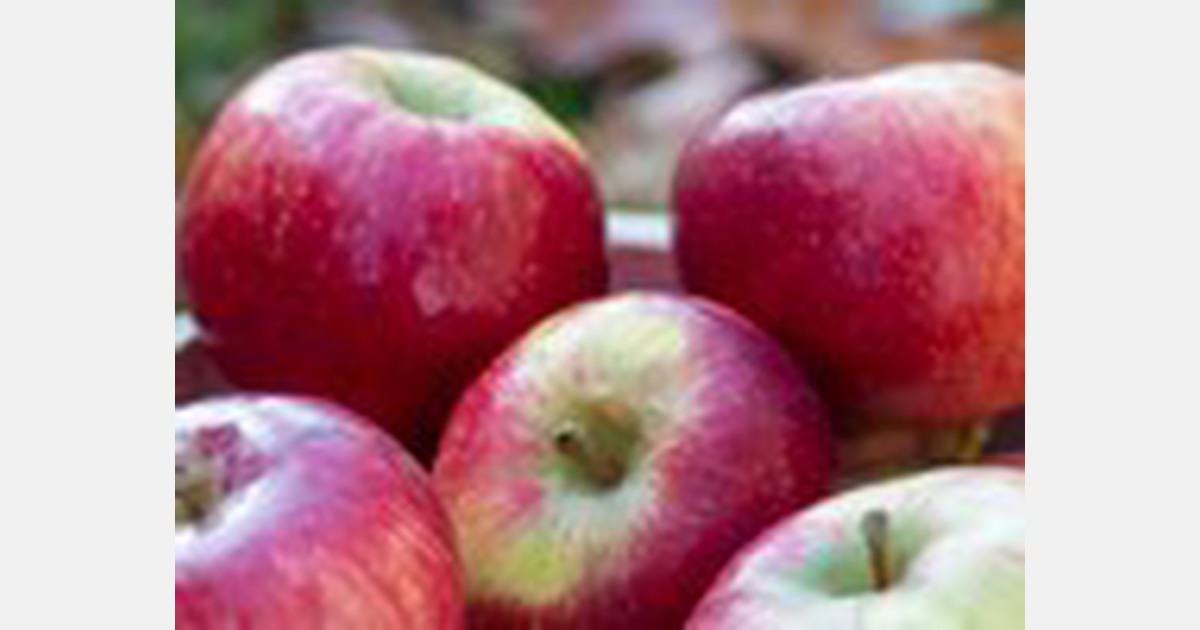 Introducing the Triumph™ apple tree