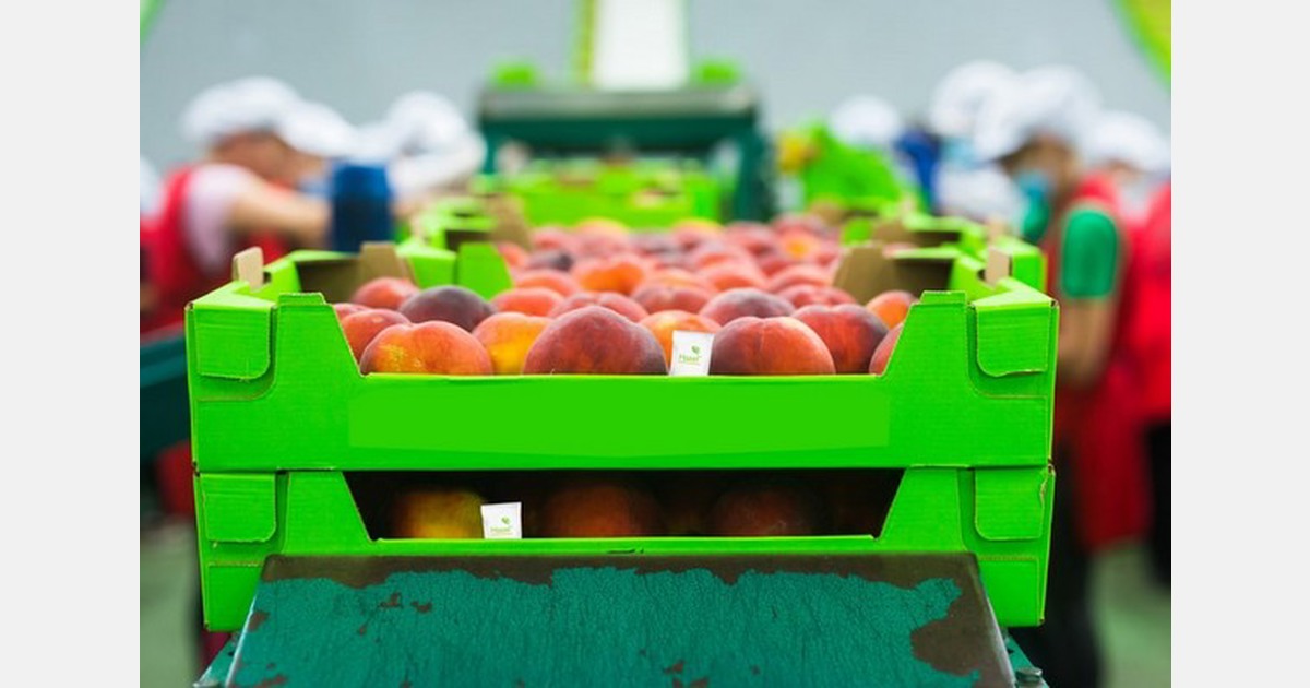 Hazel Tech hosts first Stone Fruit Quality Summit