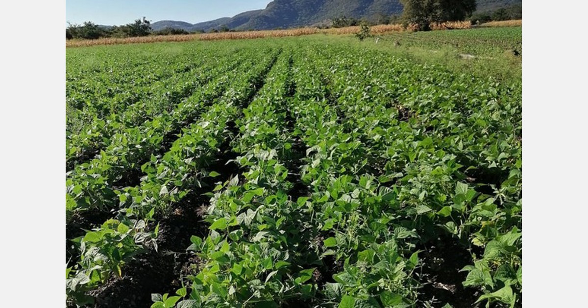 Domestic green bean production contends with cold fronts