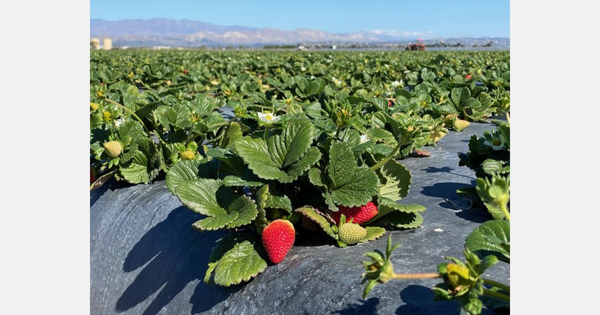 Berry grower expands operations to Oxnard