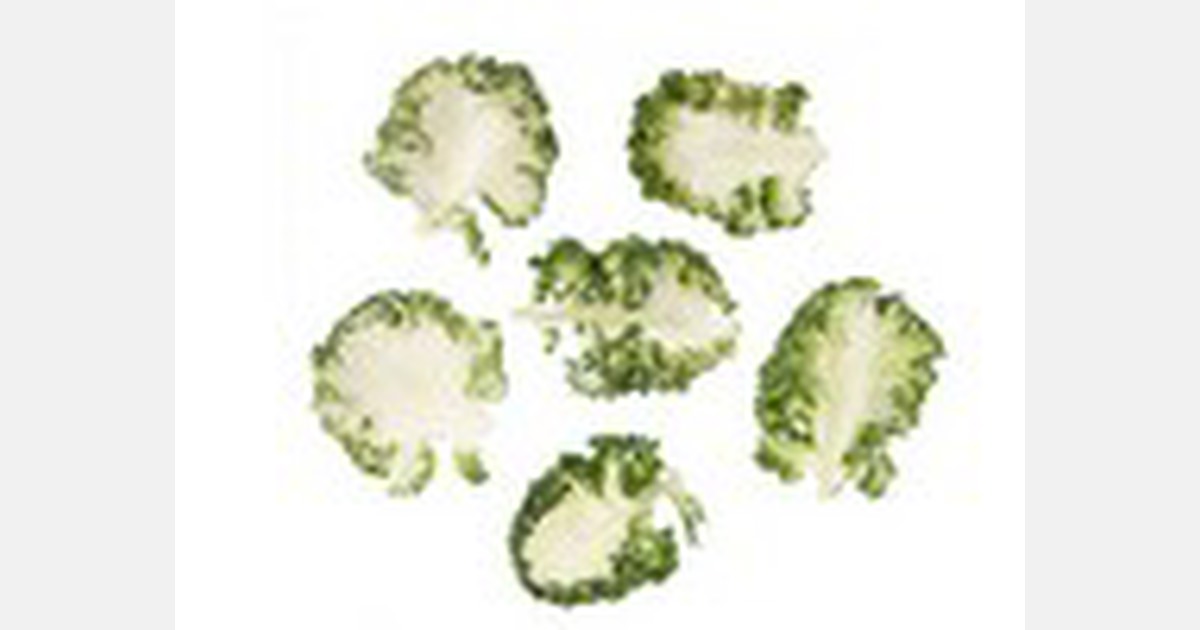 New organic white kale variety launches