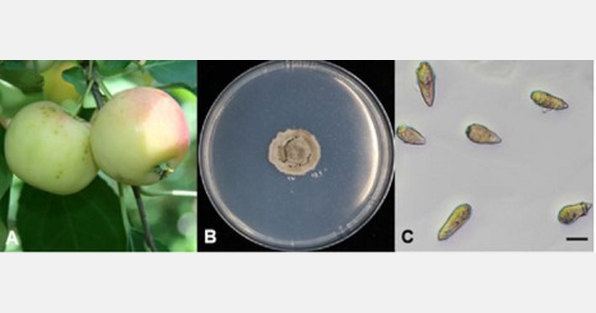 First report of atypical scab on apples in China
