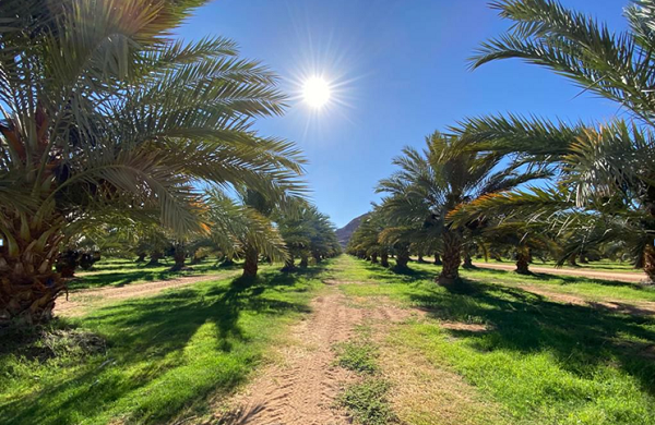 ZZ2 Karas date farm passes virtual GlobalG.A.P audit ahead of ...