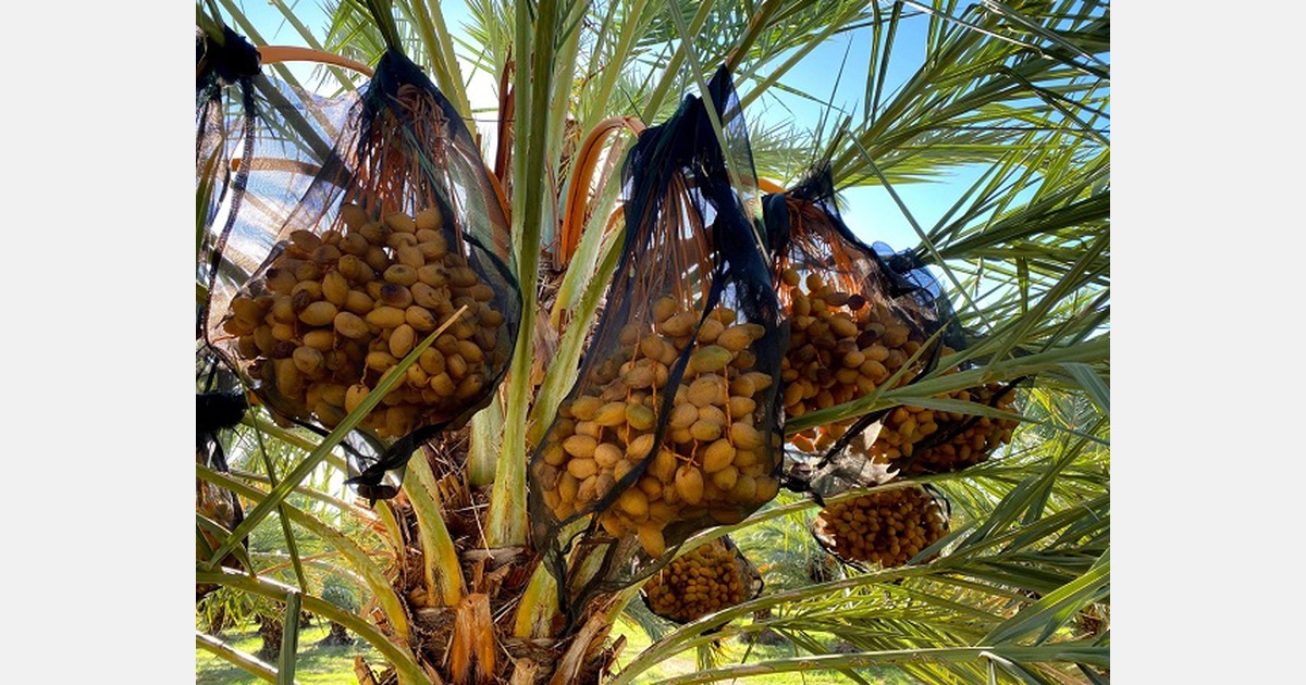 ZZ2 Karas date farm passes virtual GlobalG.A.P audit ahead of ...