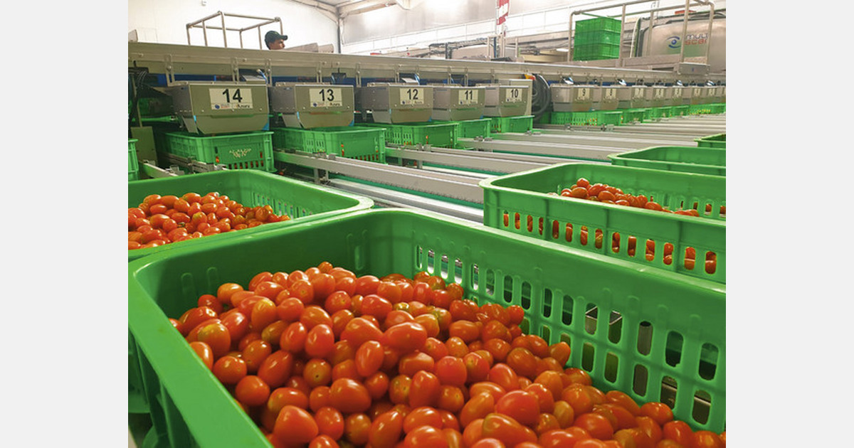 These tomato products' talk' to you via a QR code