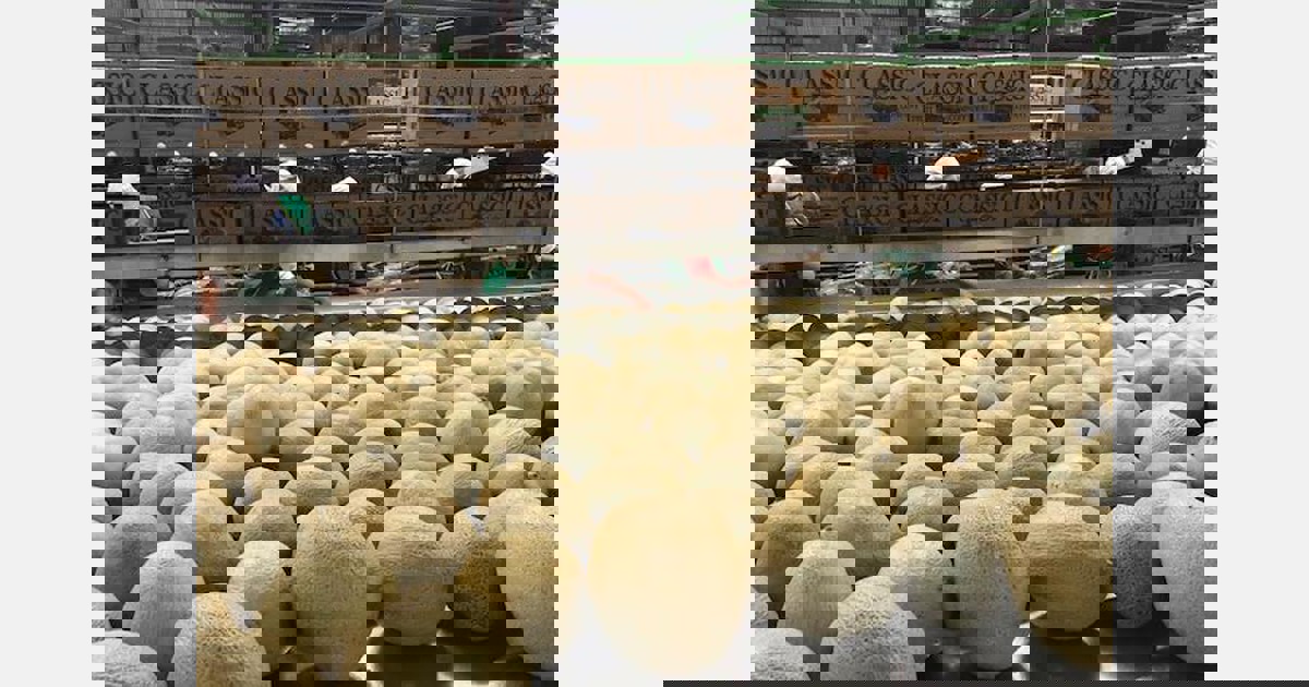 Central American melon production has recovered from hurricanes