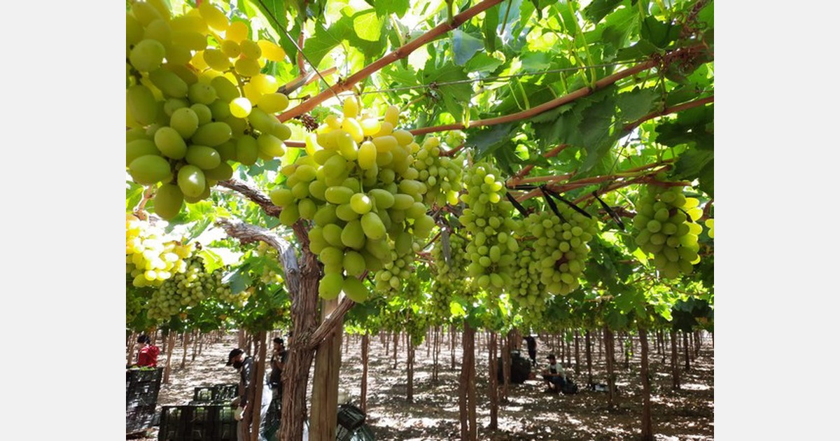 New grape line now offered year-round