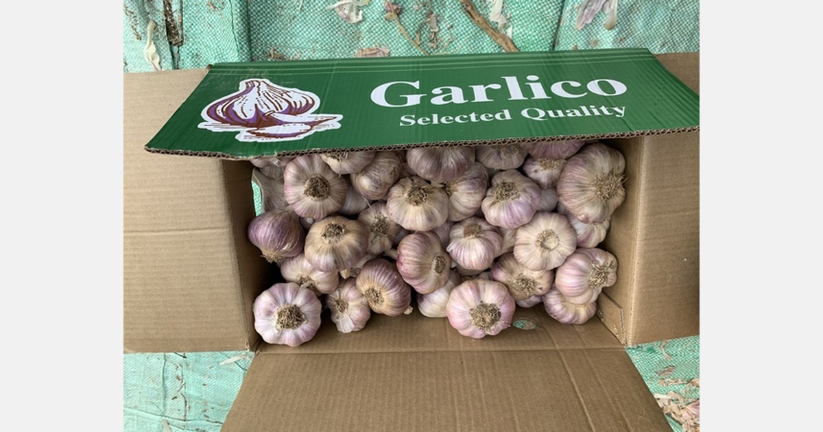 Egyptian garlic season underway