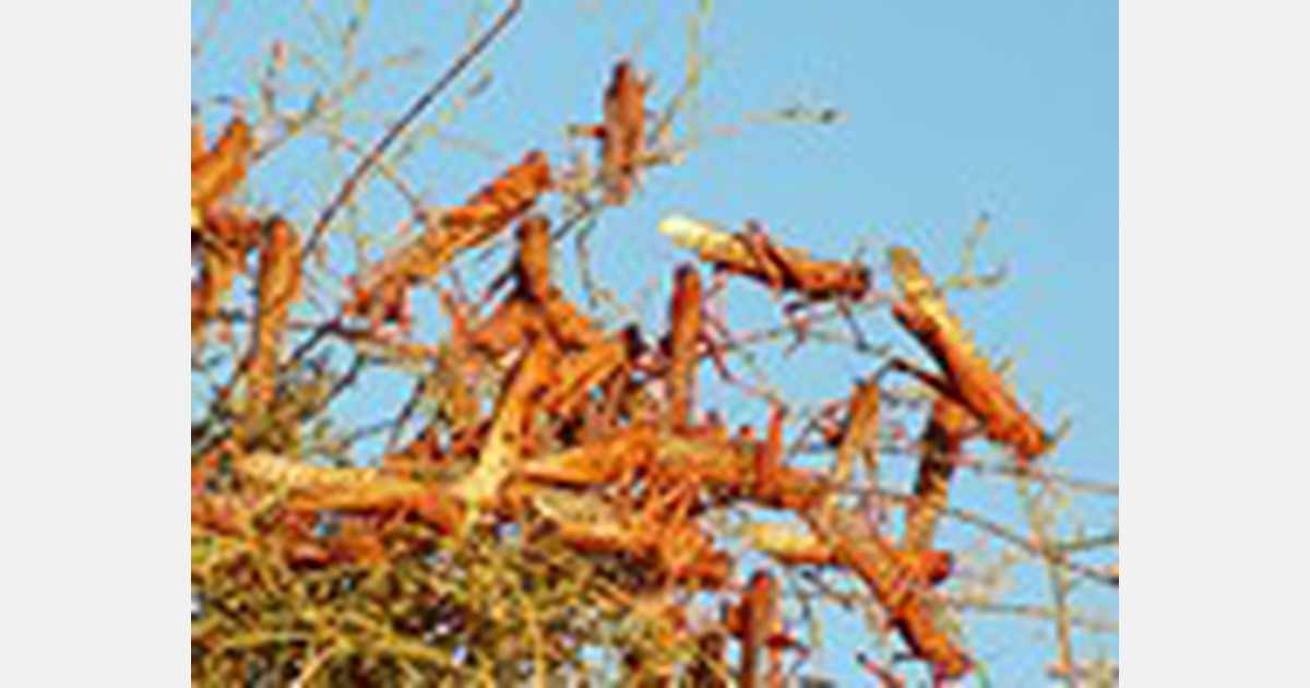 Namibia: Locusts destroy crops in Kavango regions