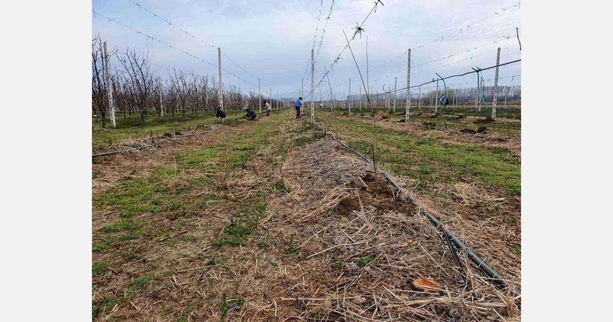 Jupiter’s Greek plum project trials six new varieties