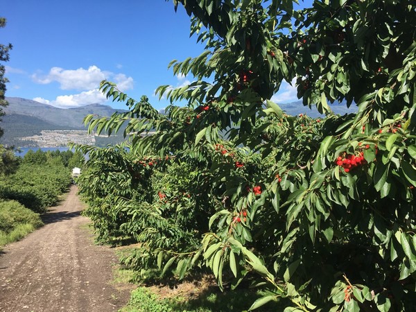 British Columbia cherry growers optimistic about the season ahead