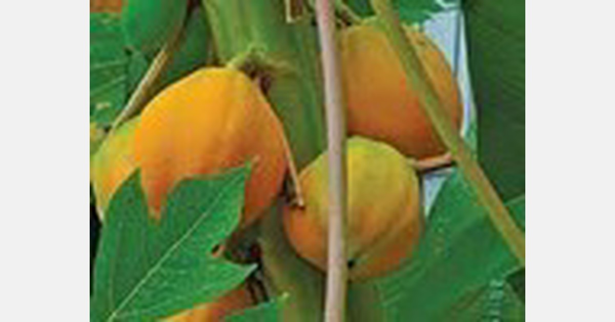 South African papayas: Easy to produce, tricky to market