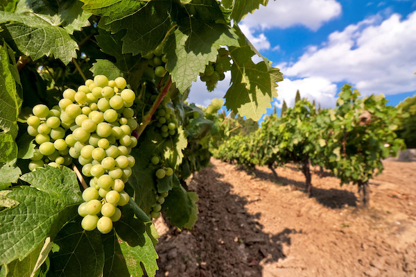 "Challenging and rough" table grape season, but rain impact seems minimal