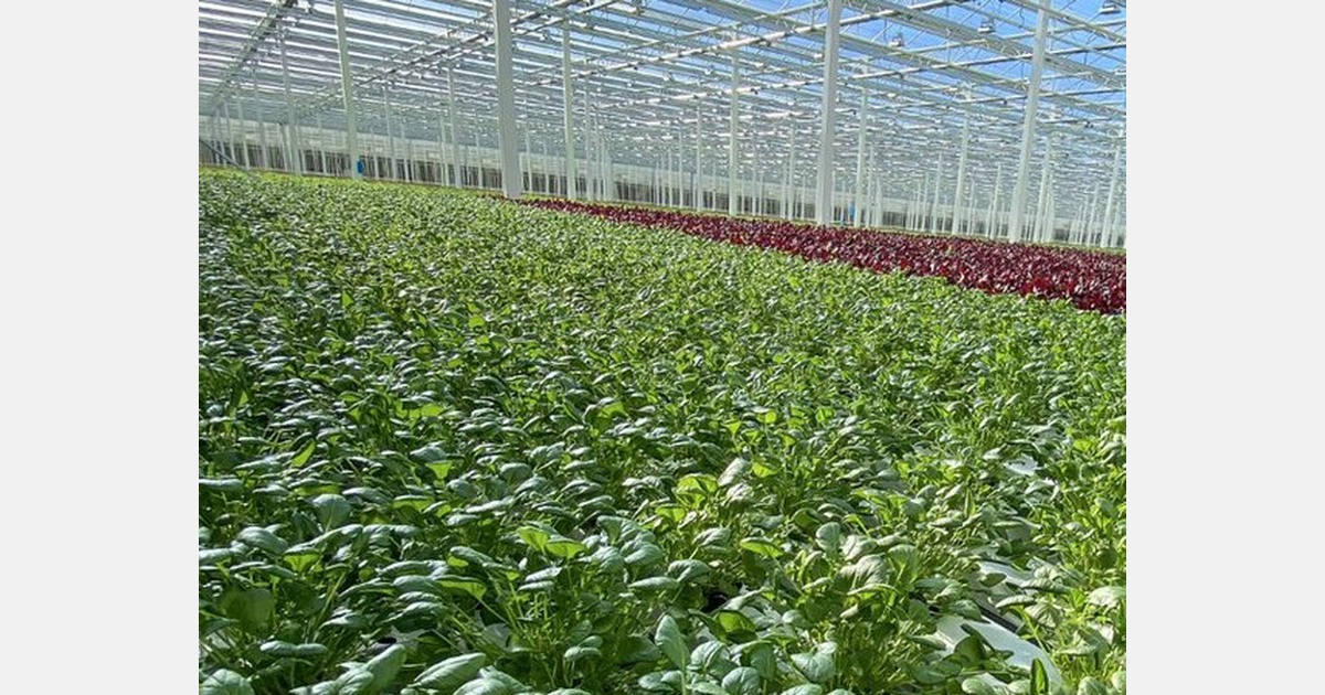 Chefs maximize the versatility of cress