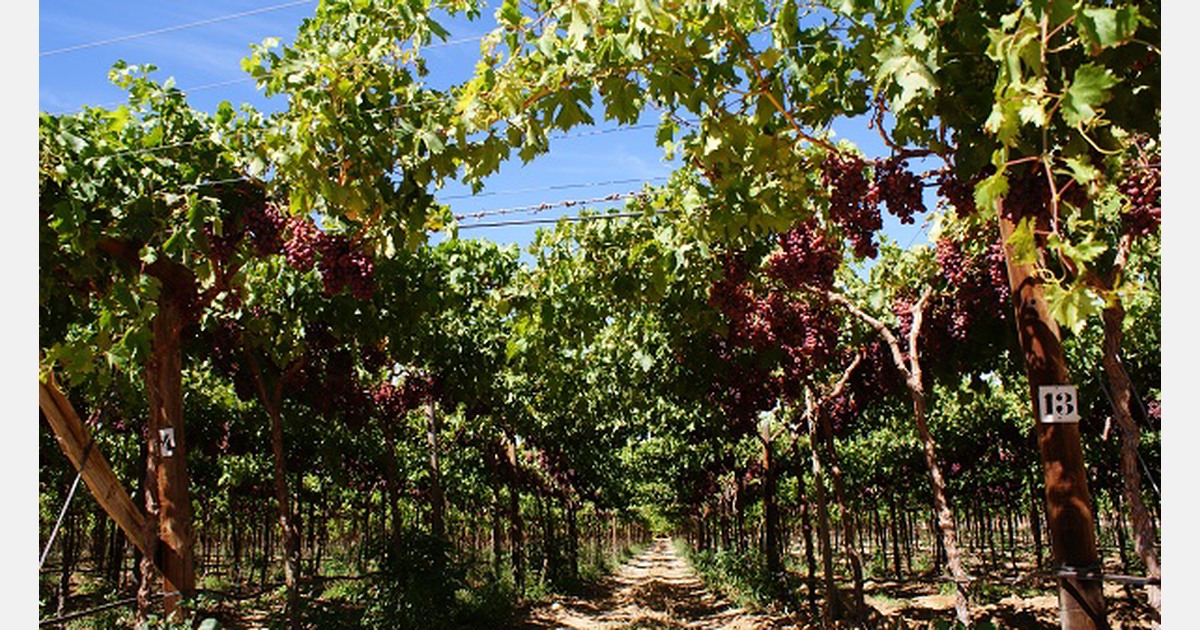 Berg River grape growers narrowing the gap