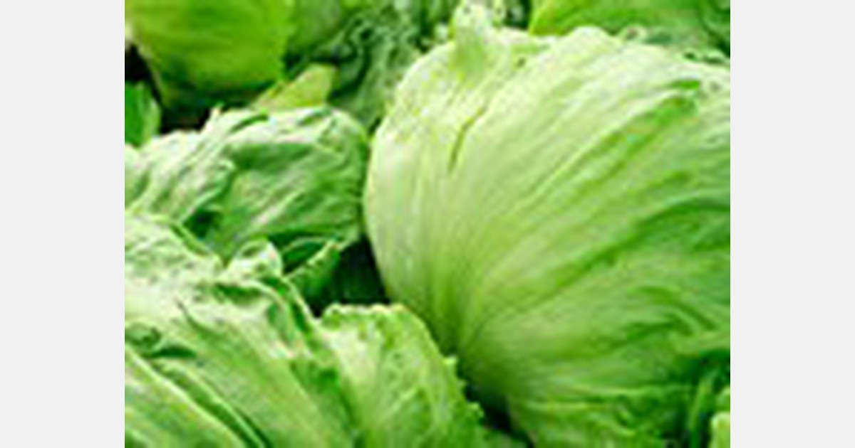Swedish Yersinia outbreak linked to imported iceberg lettuce